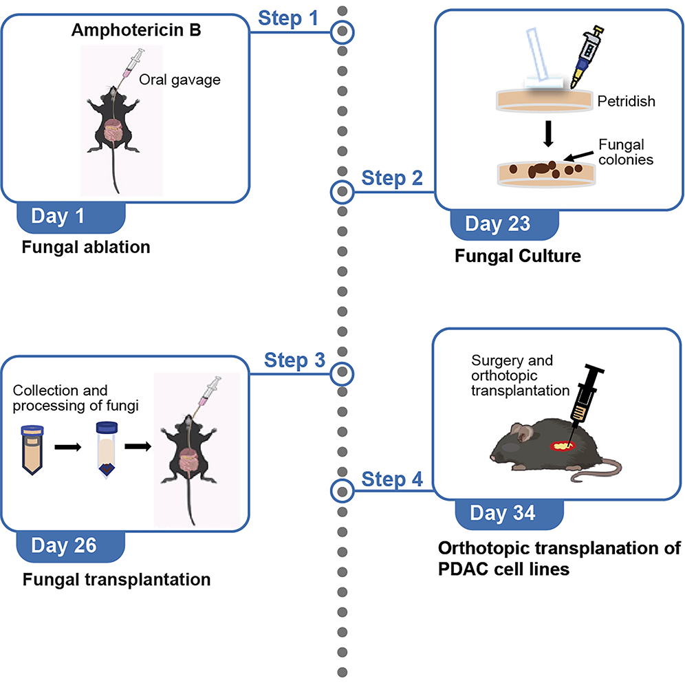 Cell Press: STAR Protocols