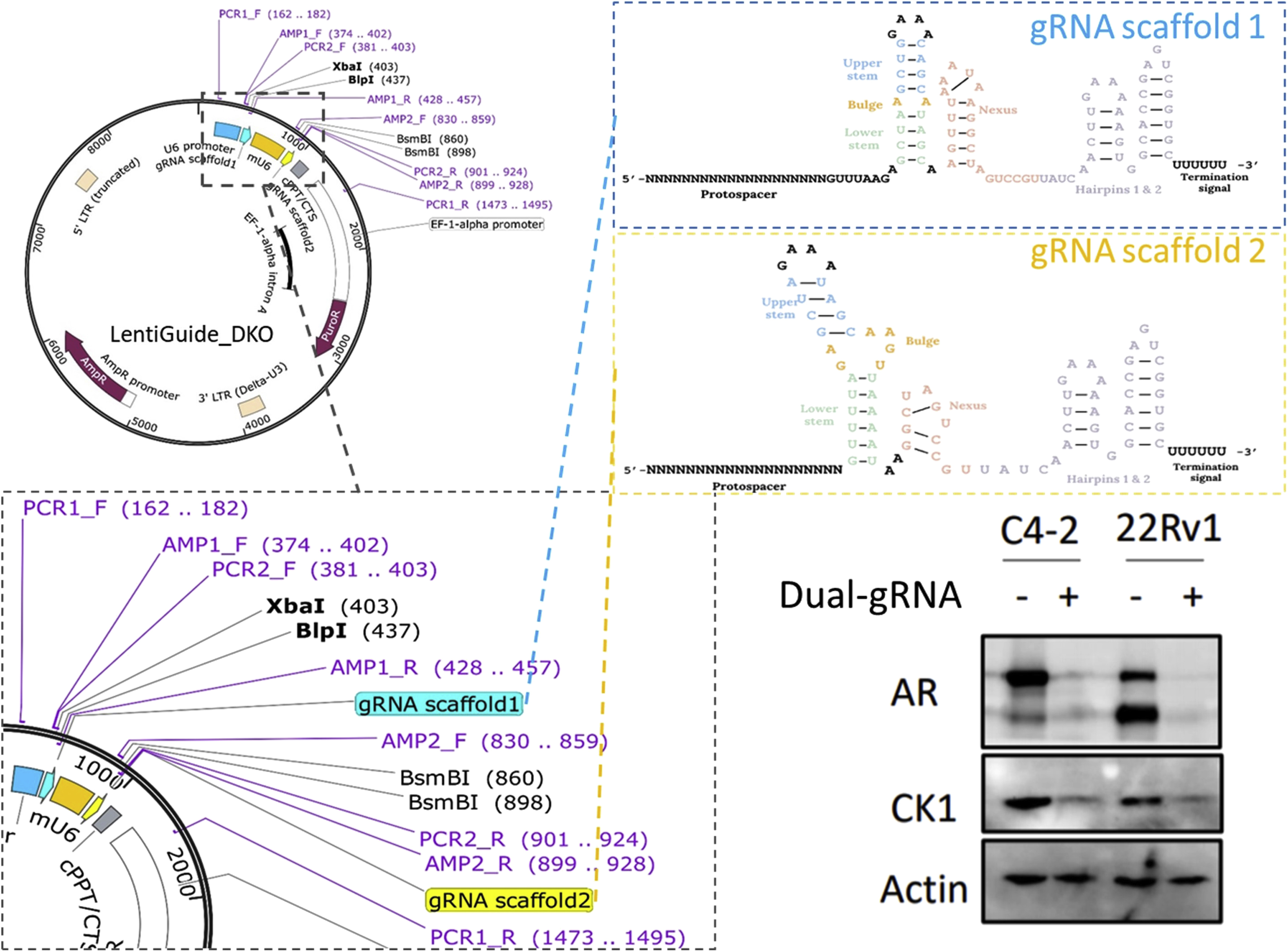 Cell Press: STAR Protocols