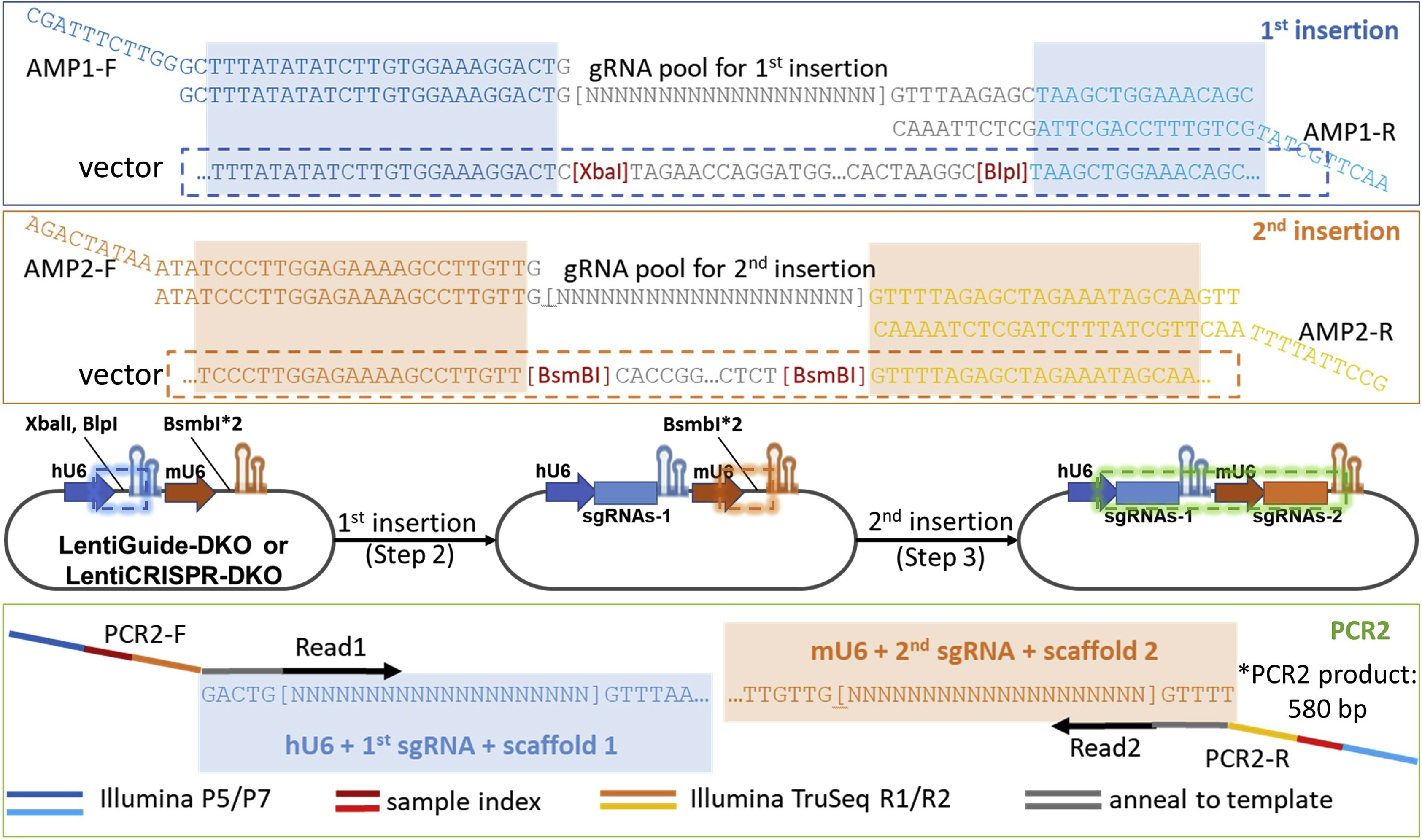 Cell Press: STAR Protocols