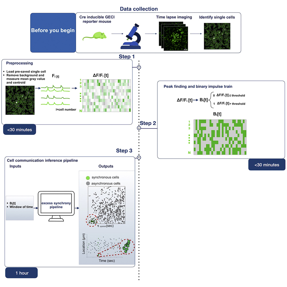 Cell Press Star Protocols