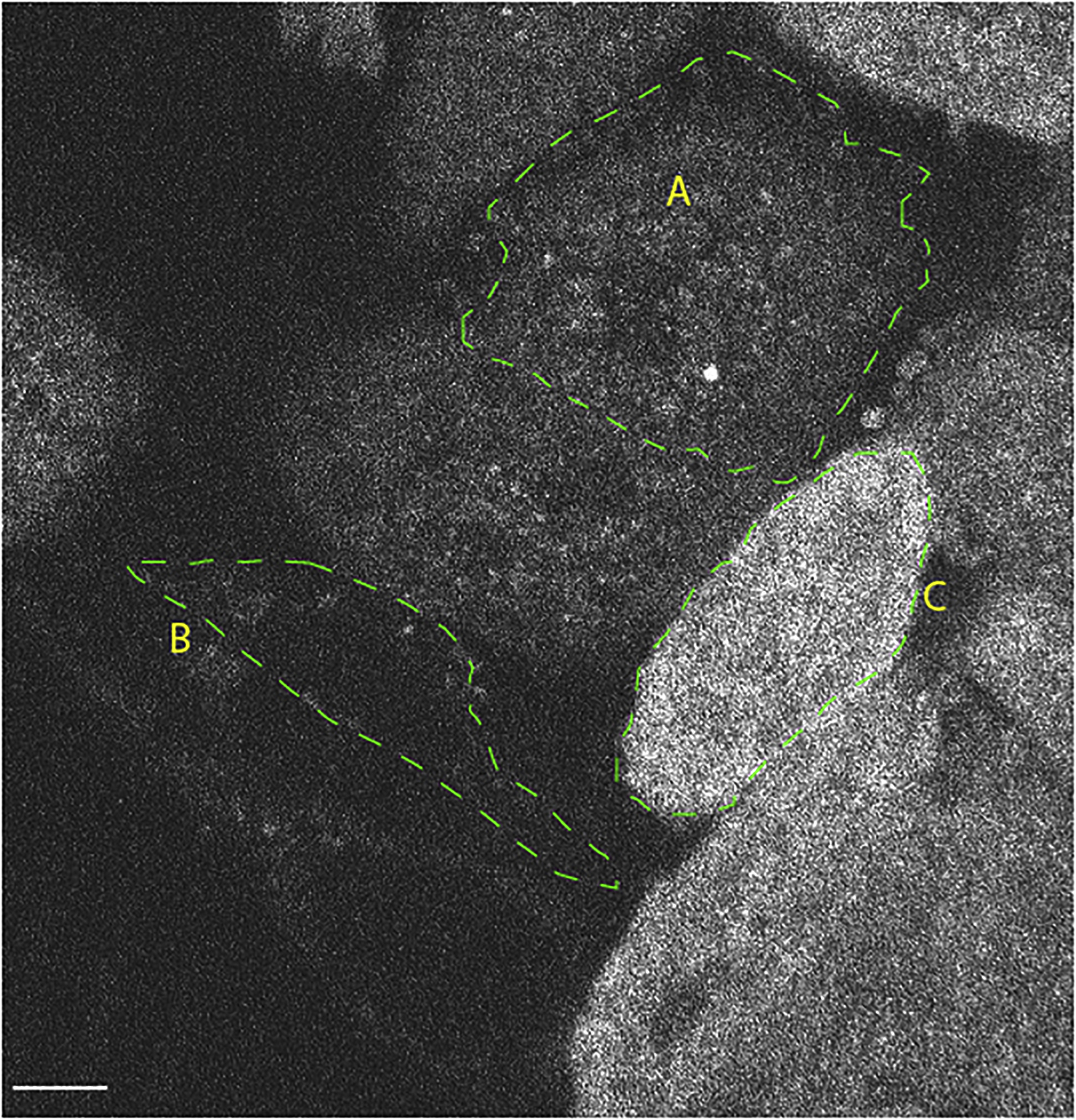 Cell Press: STAR Protocols