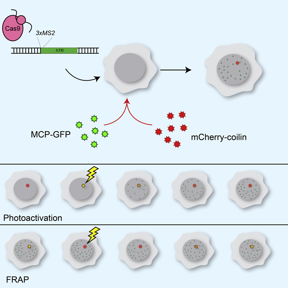 Cell Press: STAR Protocols
