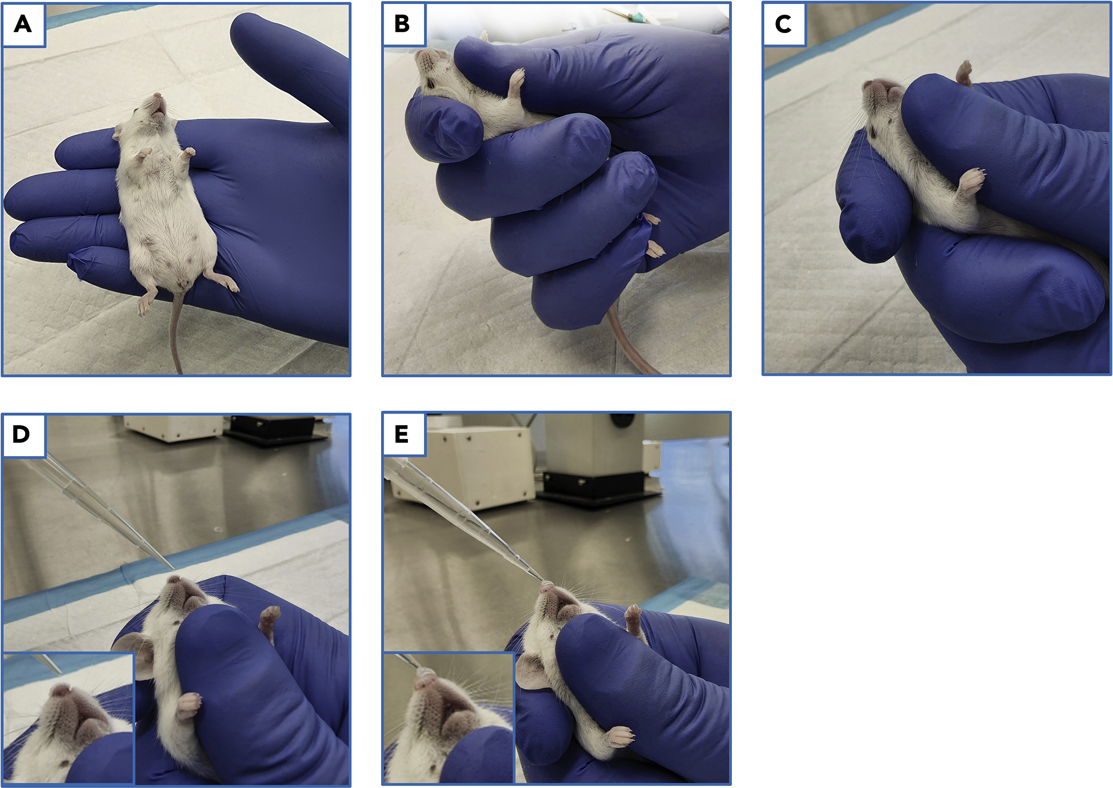 Cell Press: STAR Protocols