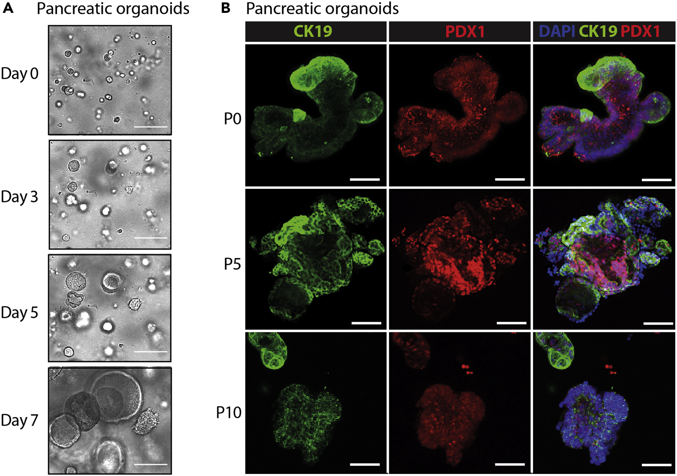 Cell Press: STAR Protocols