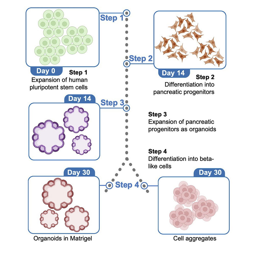 Cell Press: STAR Protocols