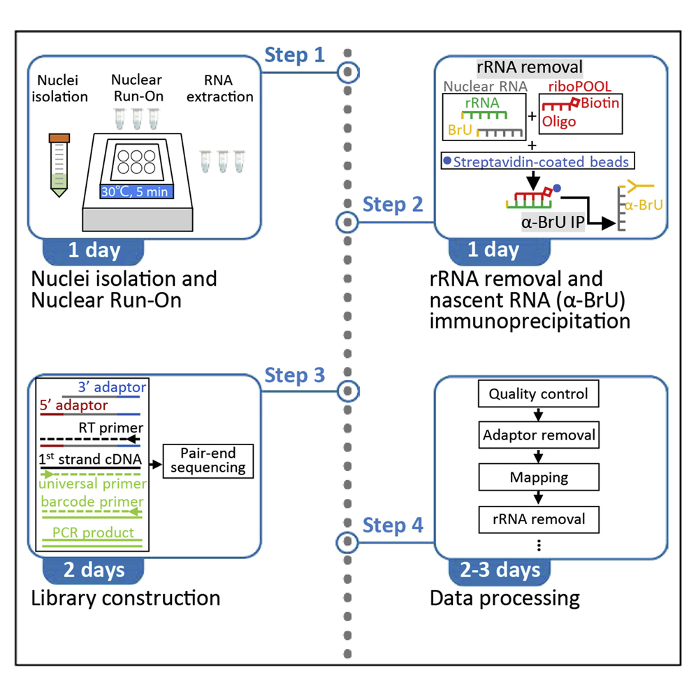 Cell Press: STAR Protocols