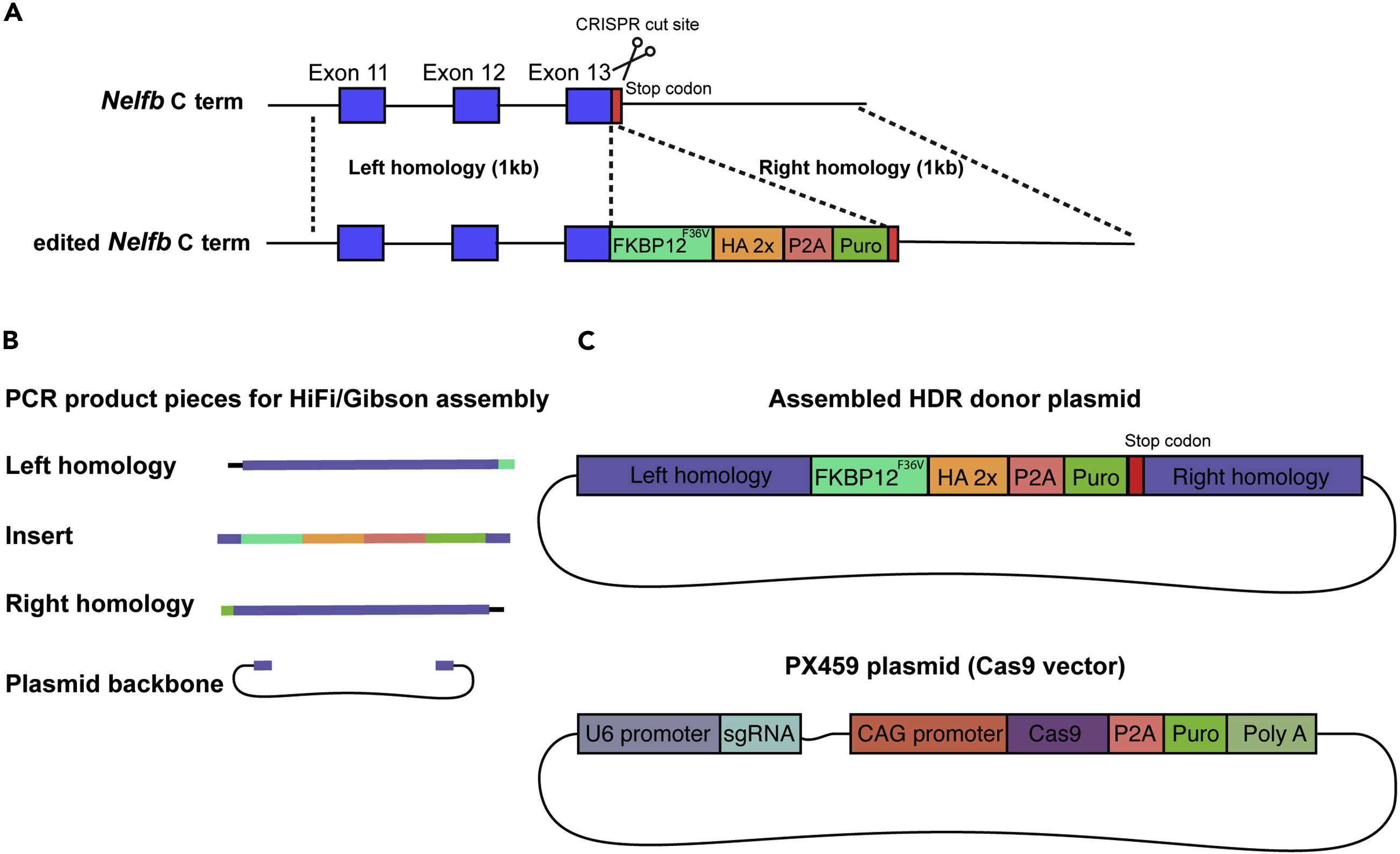 Cell Press: STAR Protocols