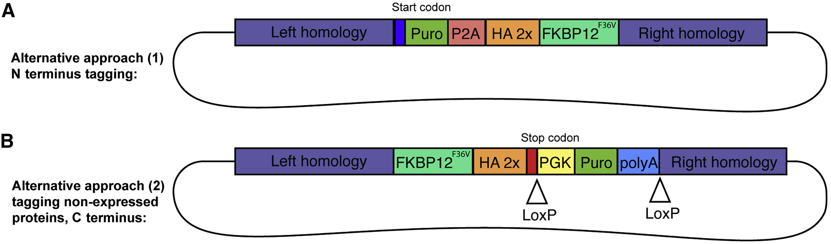 Cell Press: STAR Protocols
