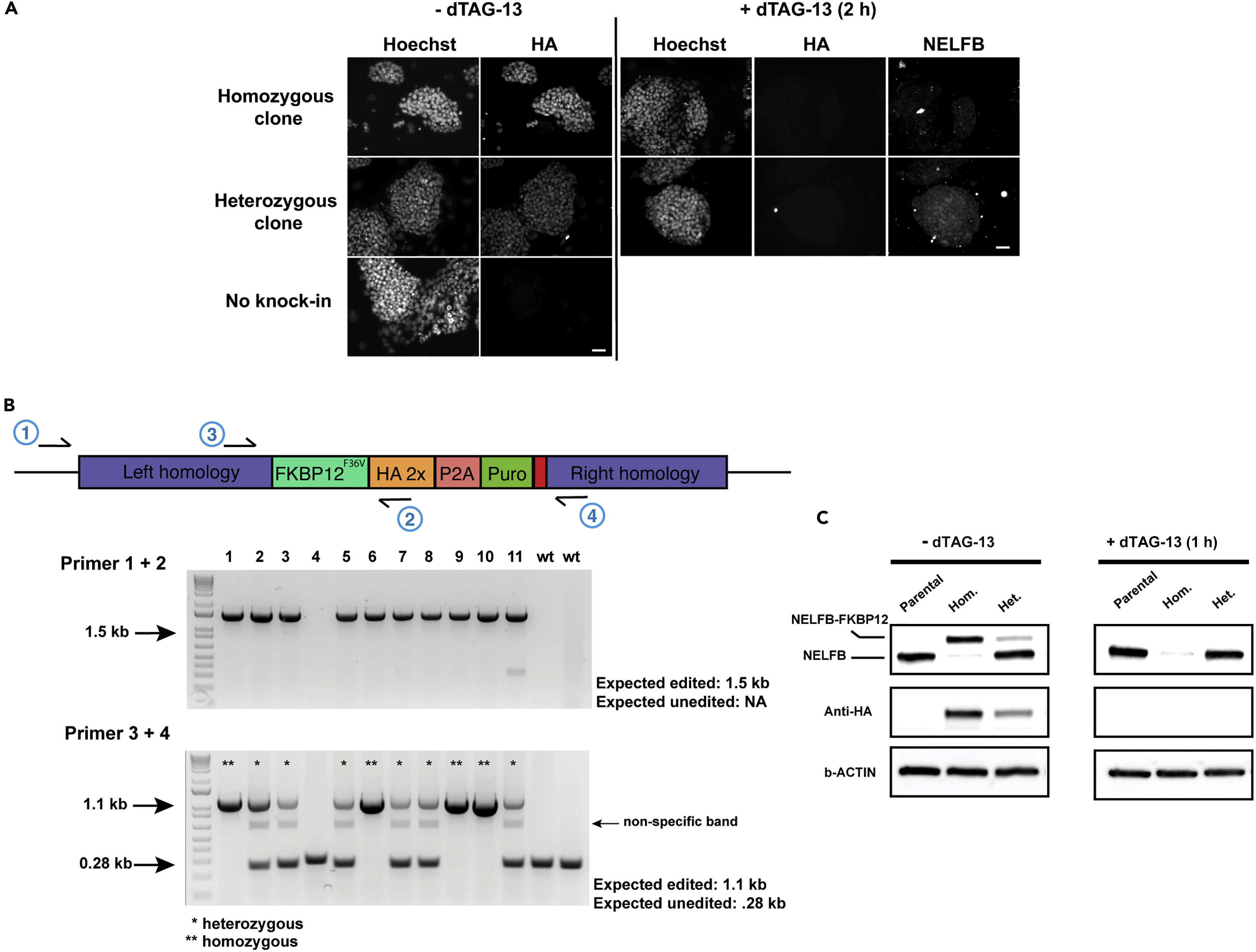 Cell Press: STAR Protocols