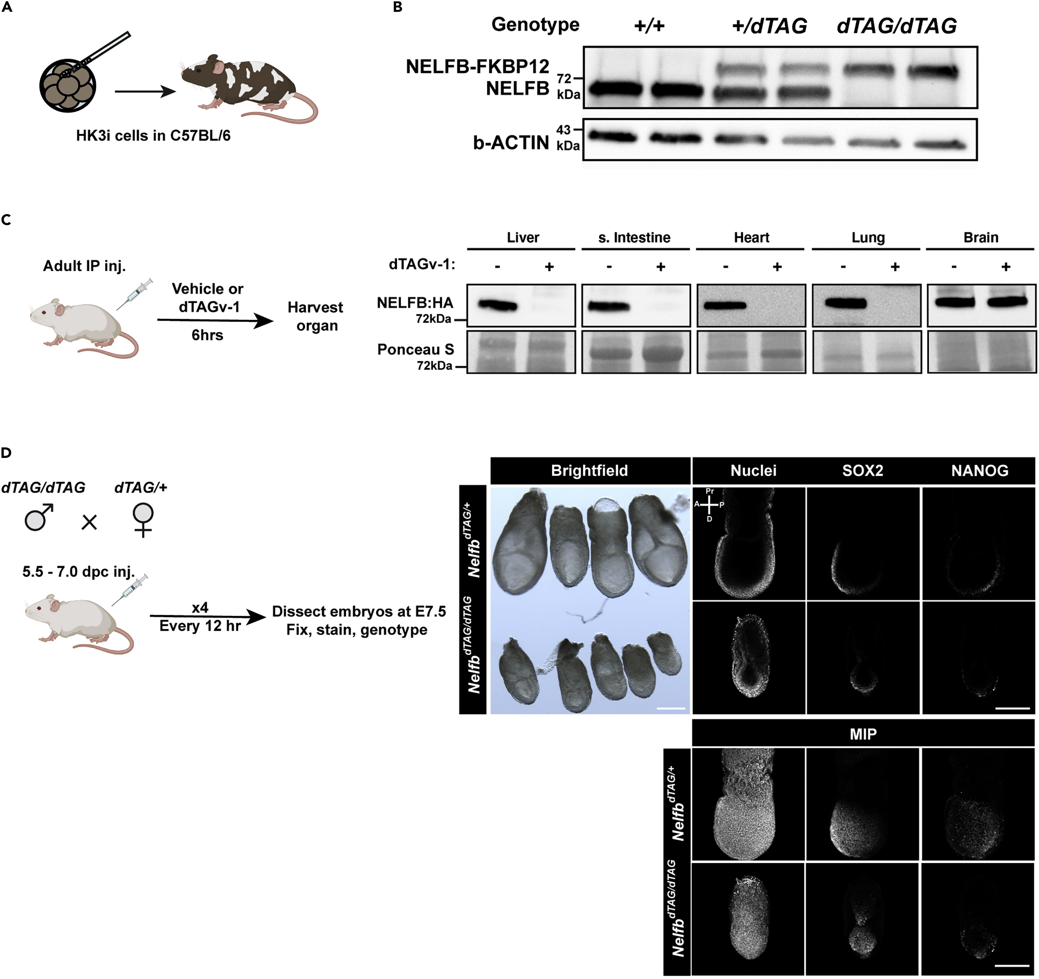 Cell Press: STAR Protocols