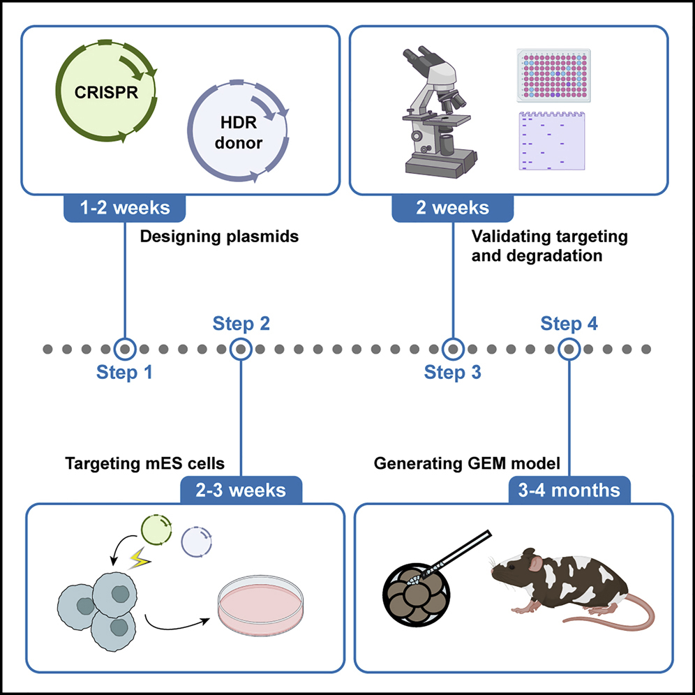 Cell Press: STAR Protocols