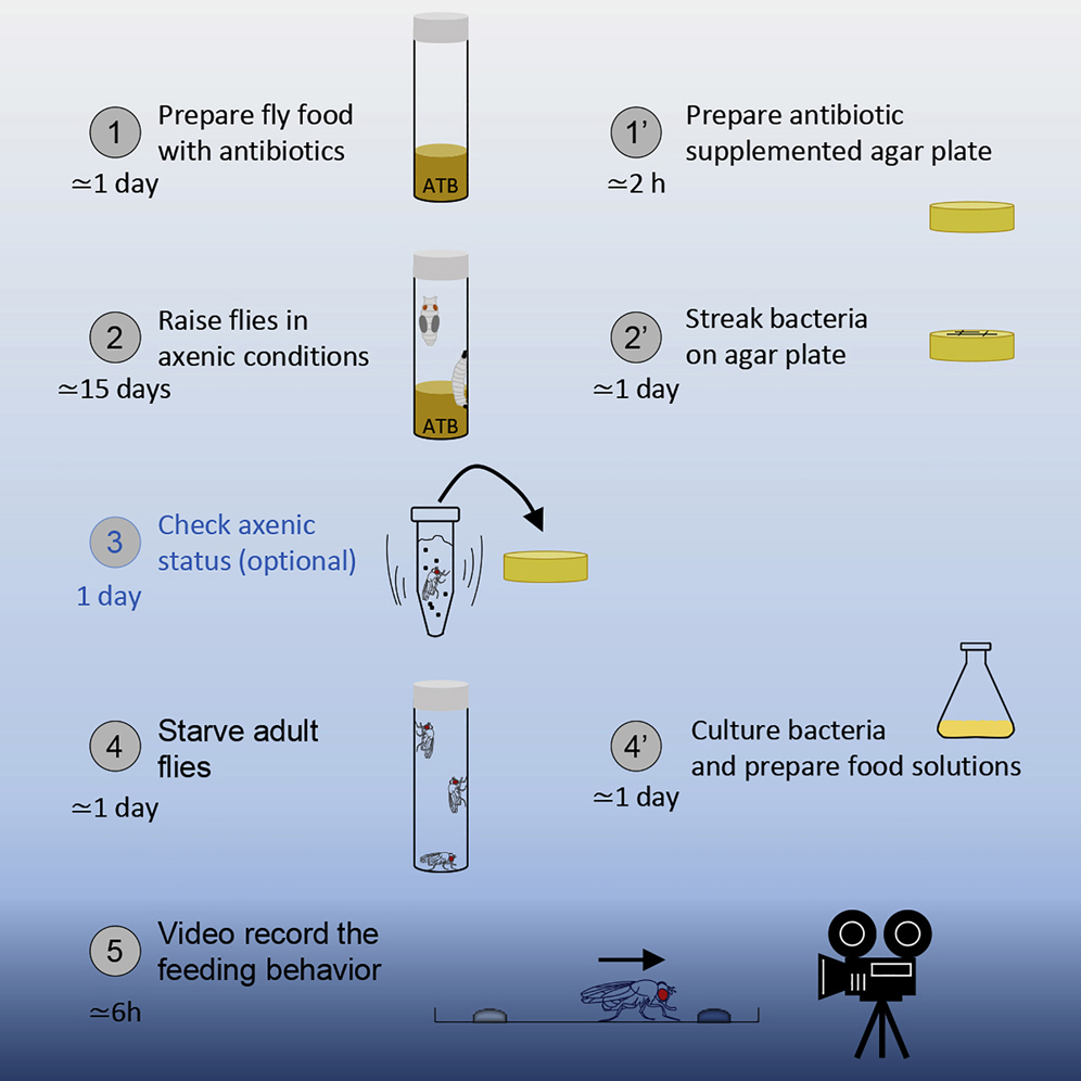 Cell Press: STAR Protocols