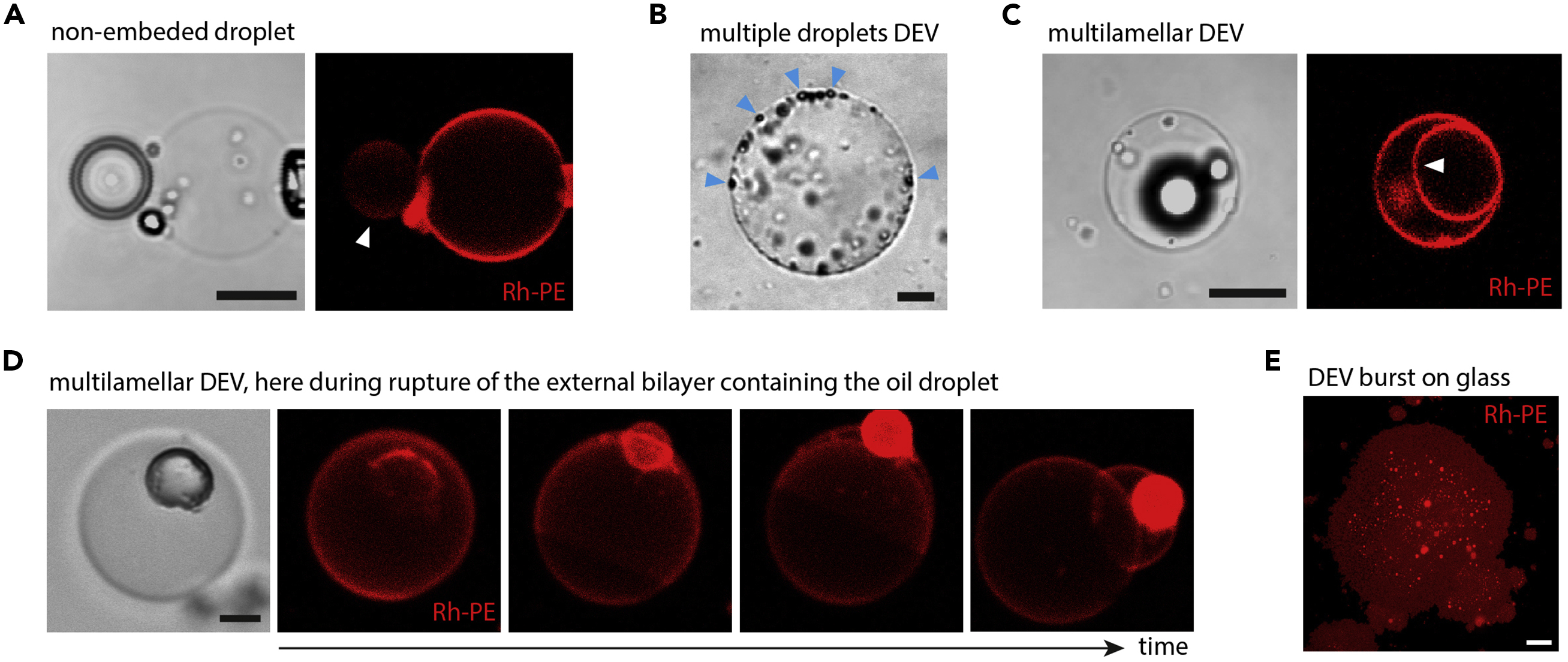 Cell Press: STAR Protocols