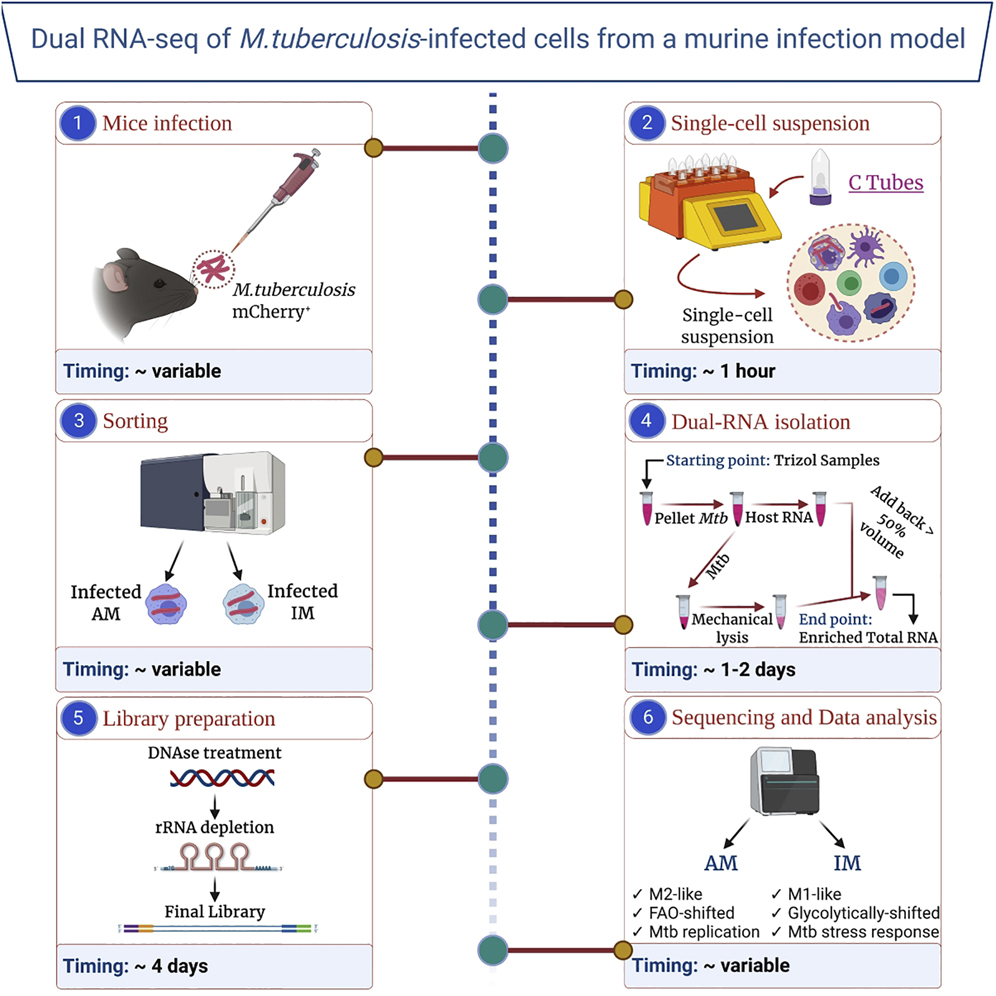 Cell Press: STAR Protocols