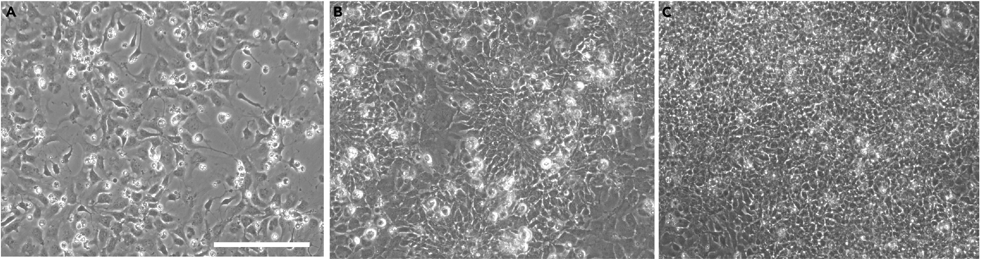 Cell Press: STAR Protocols