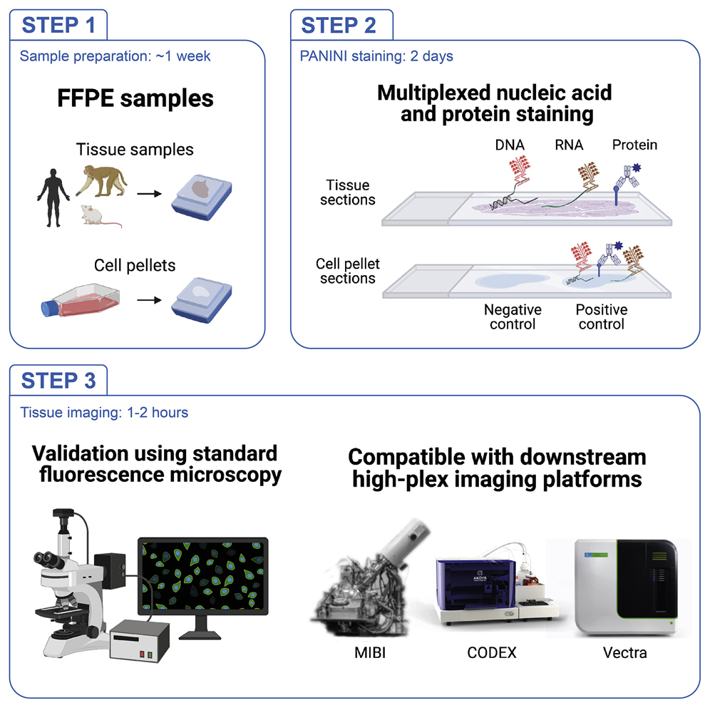 Cell Press: STAR Protocols