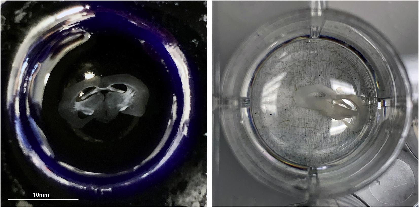 Cell Press: STAR Protocols