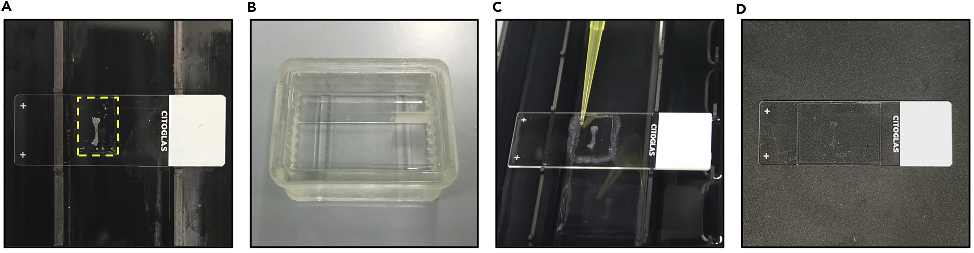 Cell Press: STAR Protocols