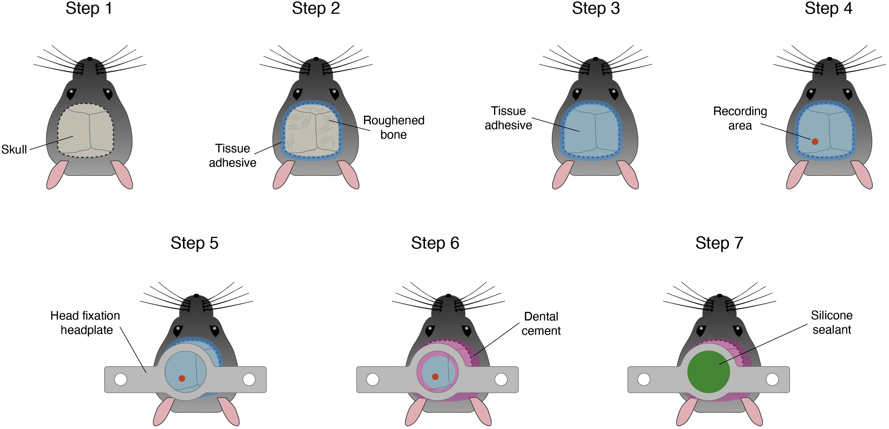 Cell Press: STAR Protocols