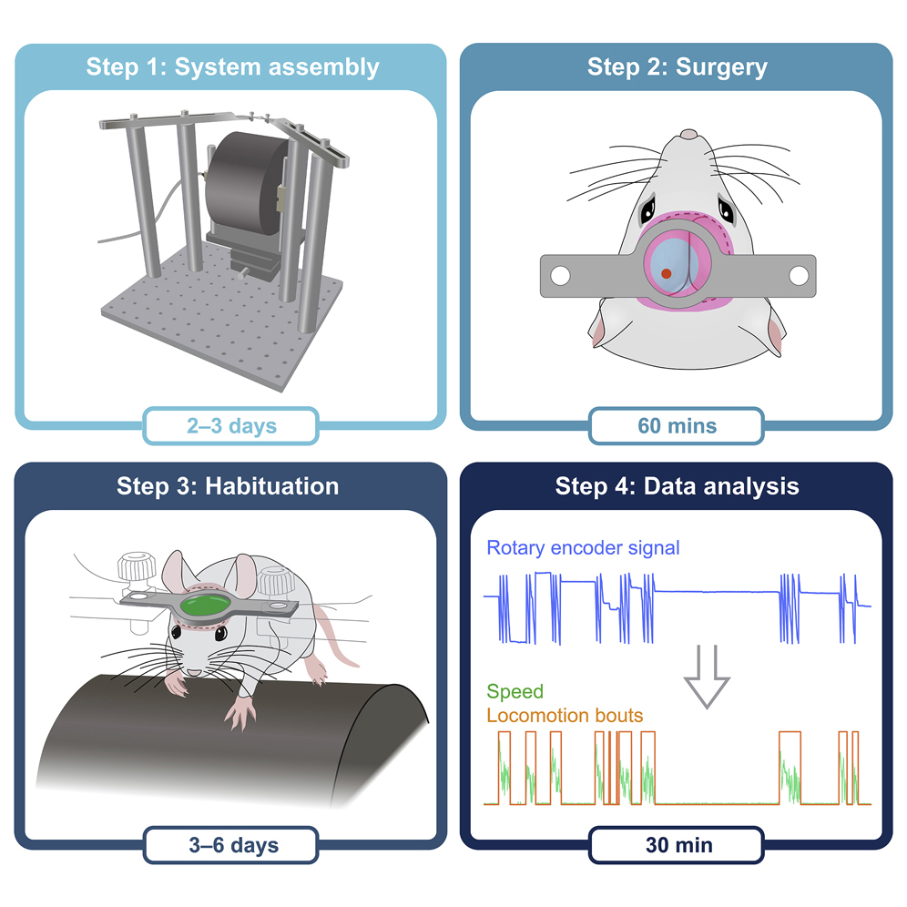 Cell Press: STAR Protocols