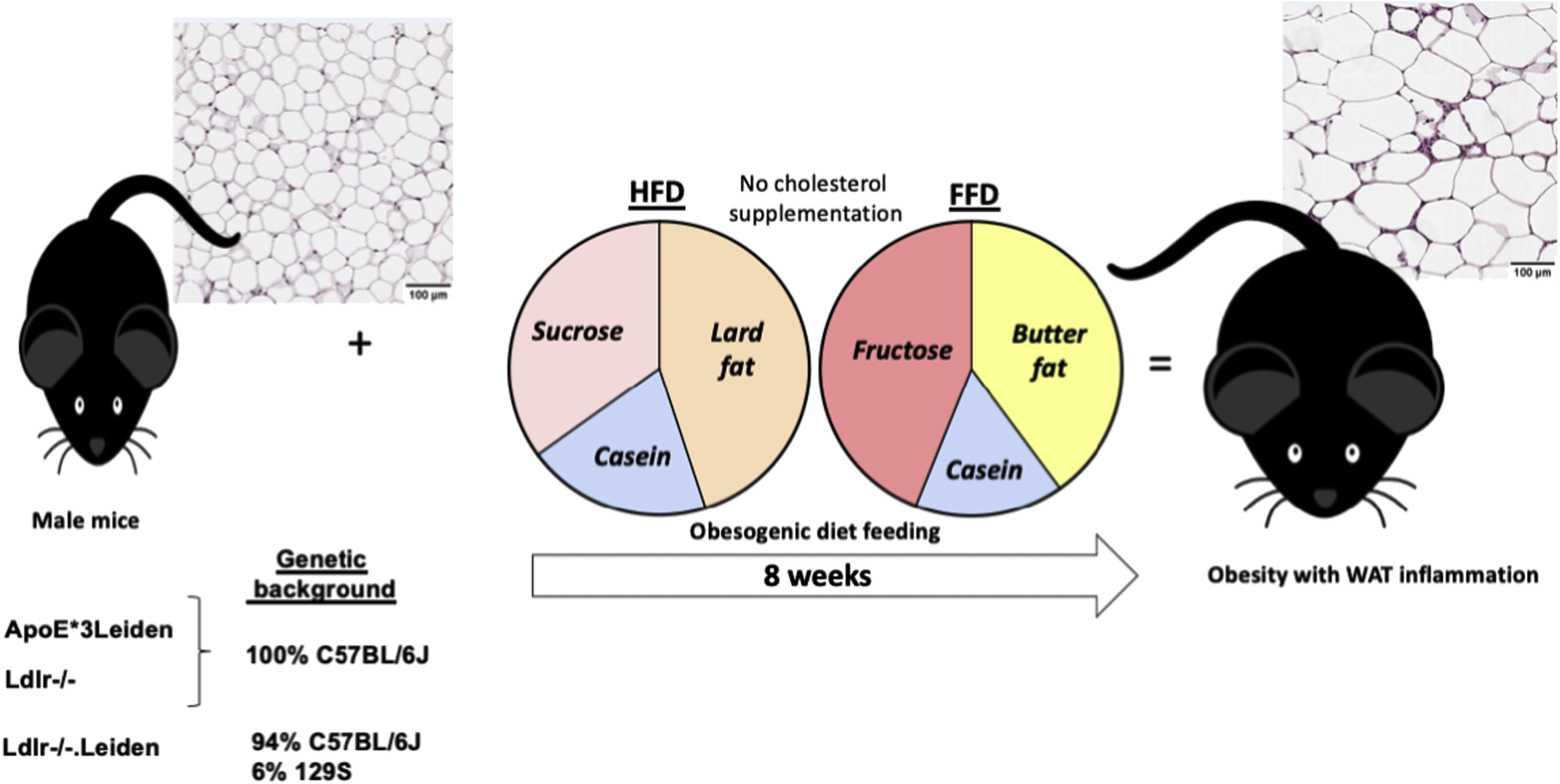 Cell Press: STAR Protocols