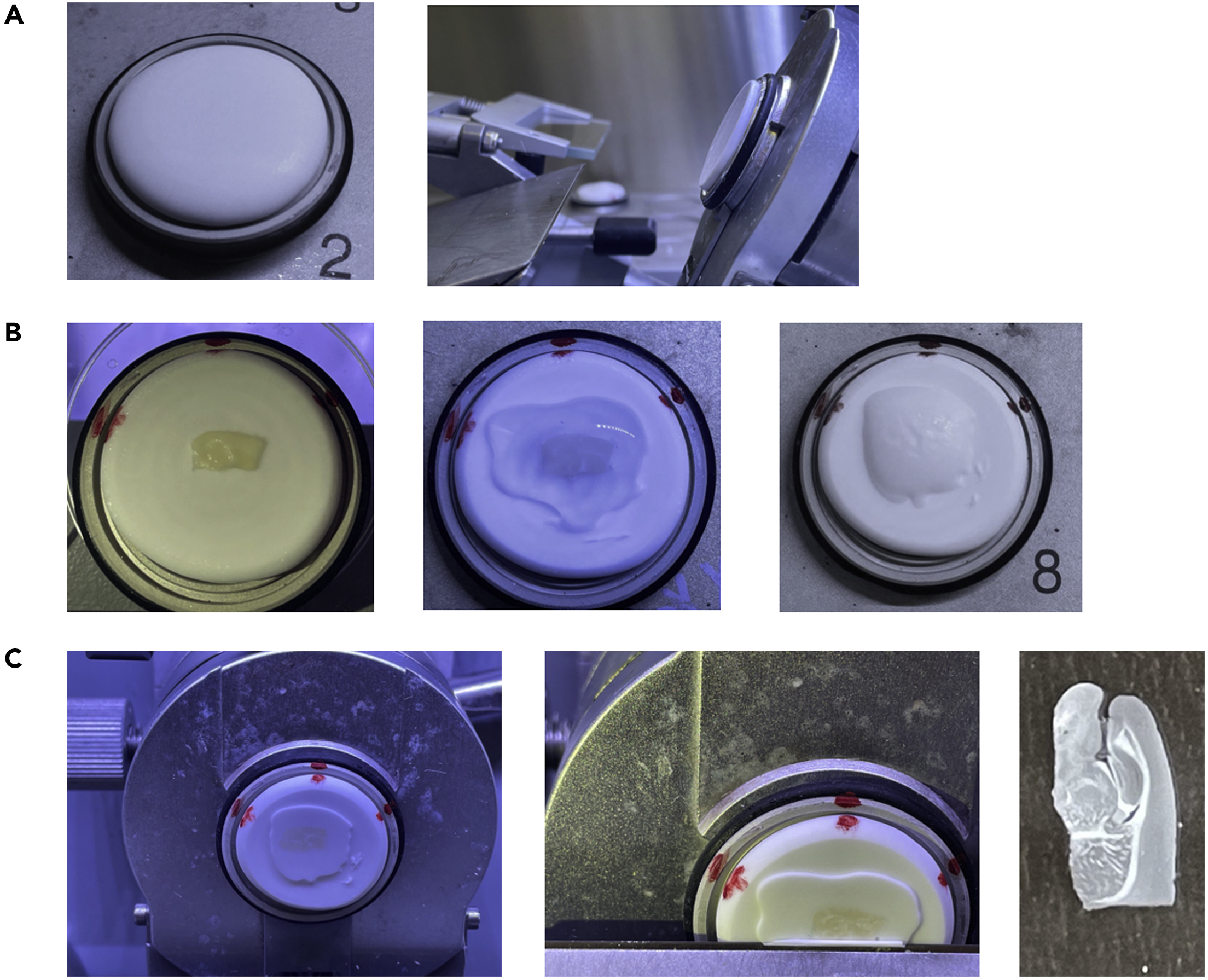 Cell Press: STAR Protocols