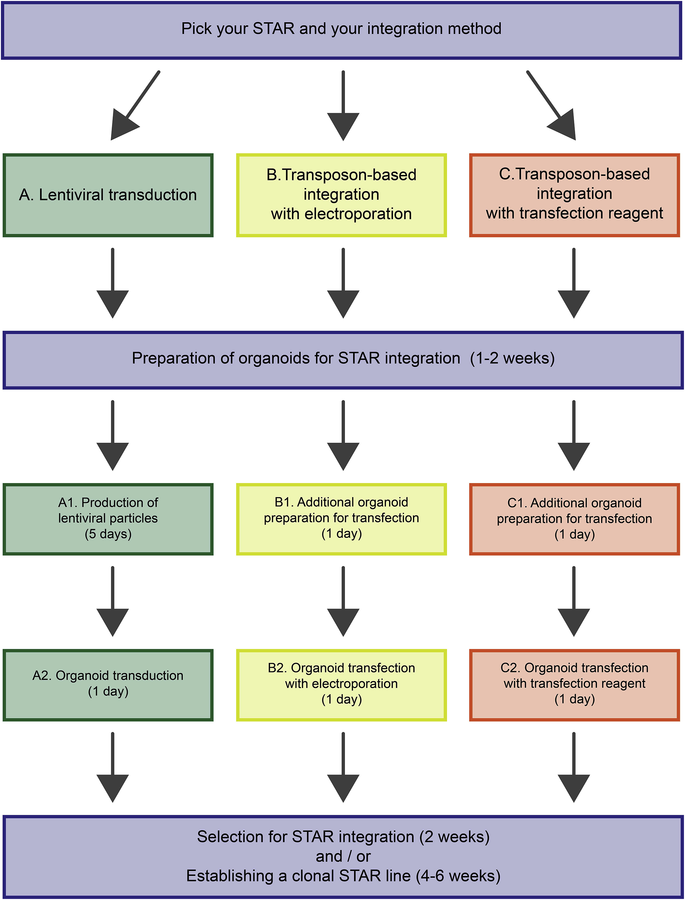 Cell Press: STAR Protocols