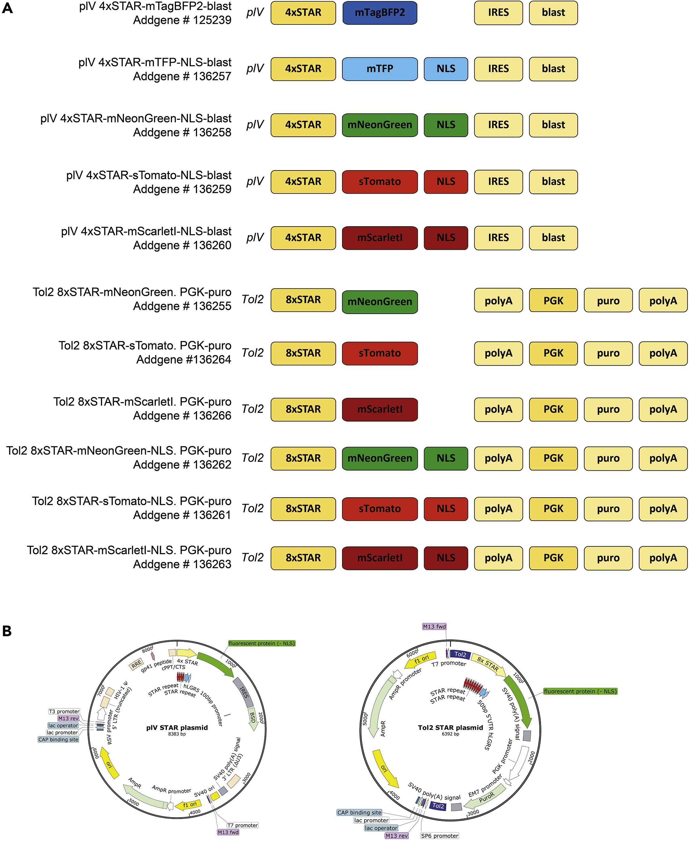 Cell Press: STAR Protocols