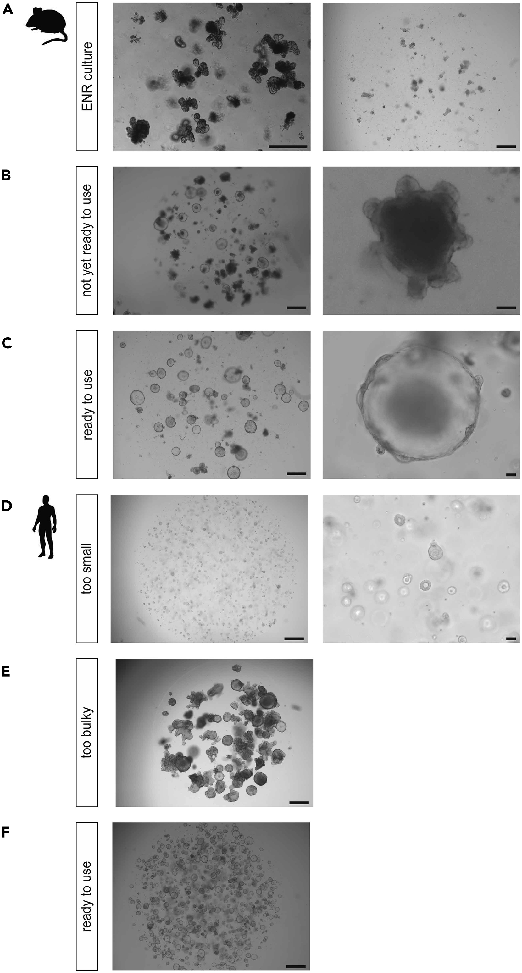 Cell Press: STAR Protocols
