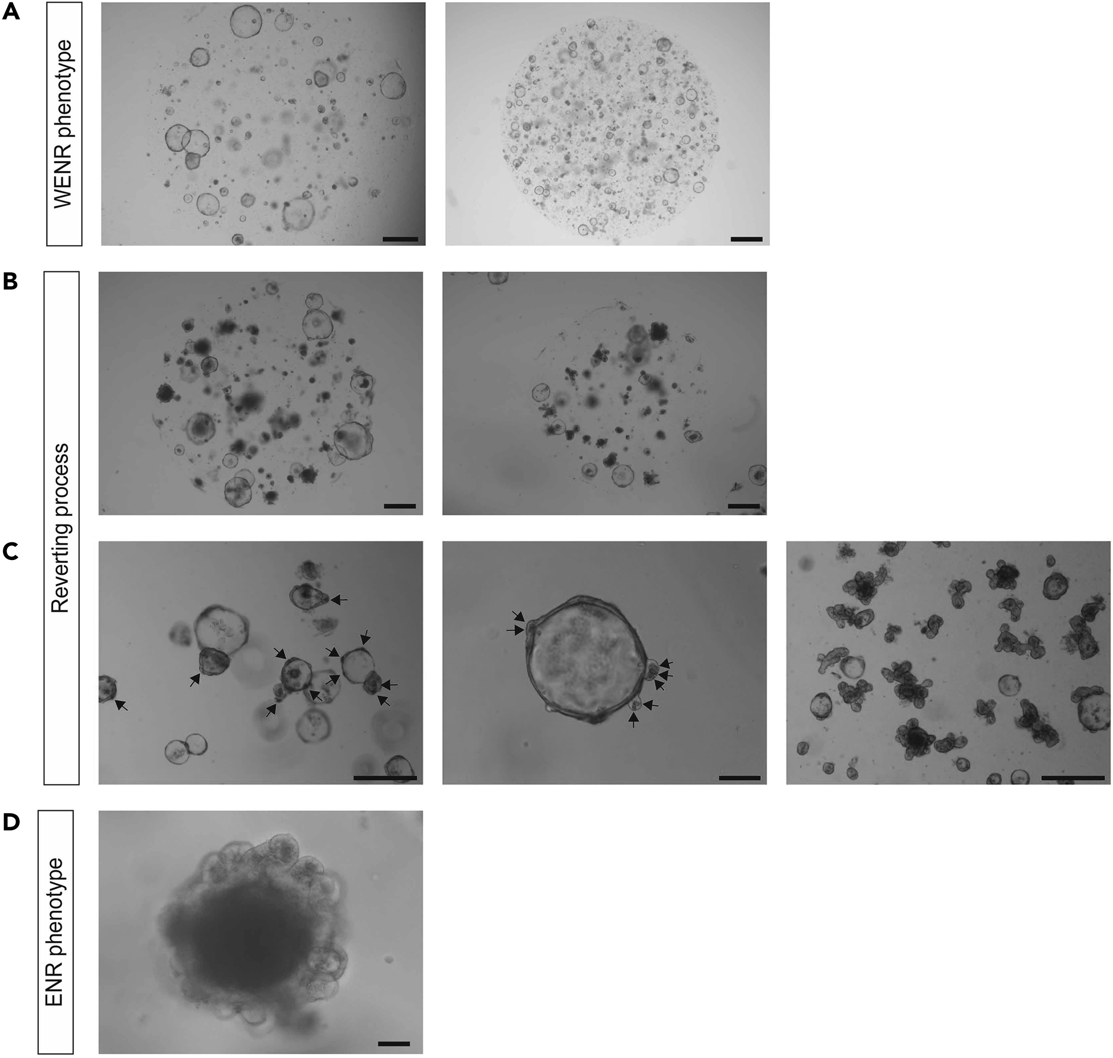 Cell Press: STAR Protocols