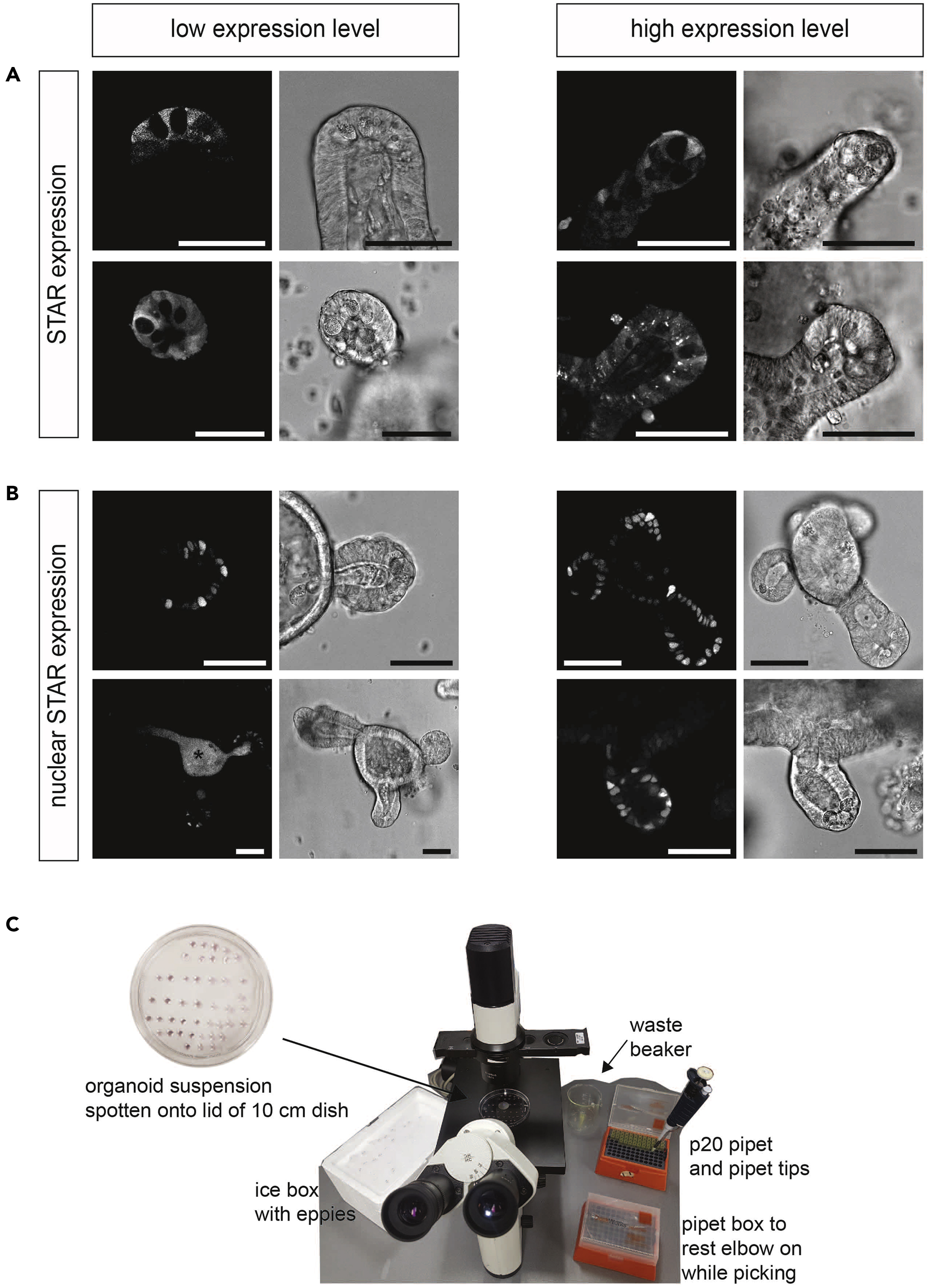 Cell Press: STAR Protocols