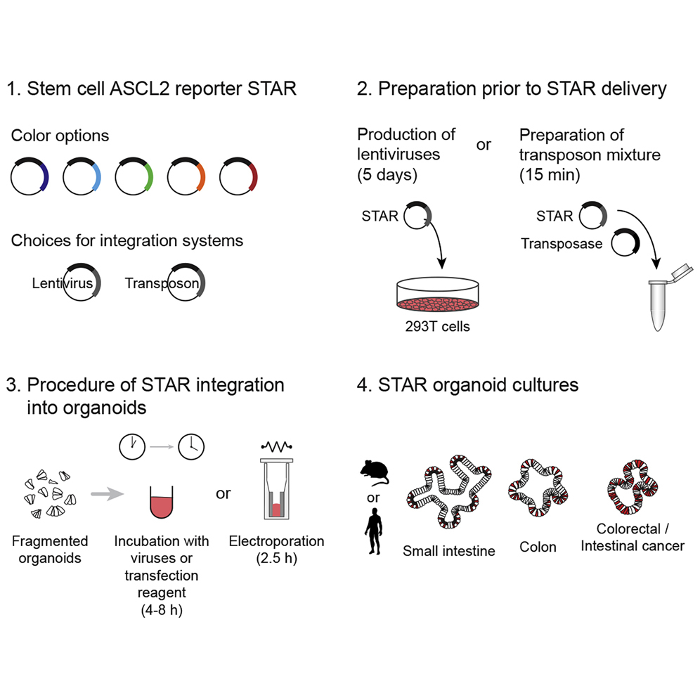 Cell Press: STAR Protocols
