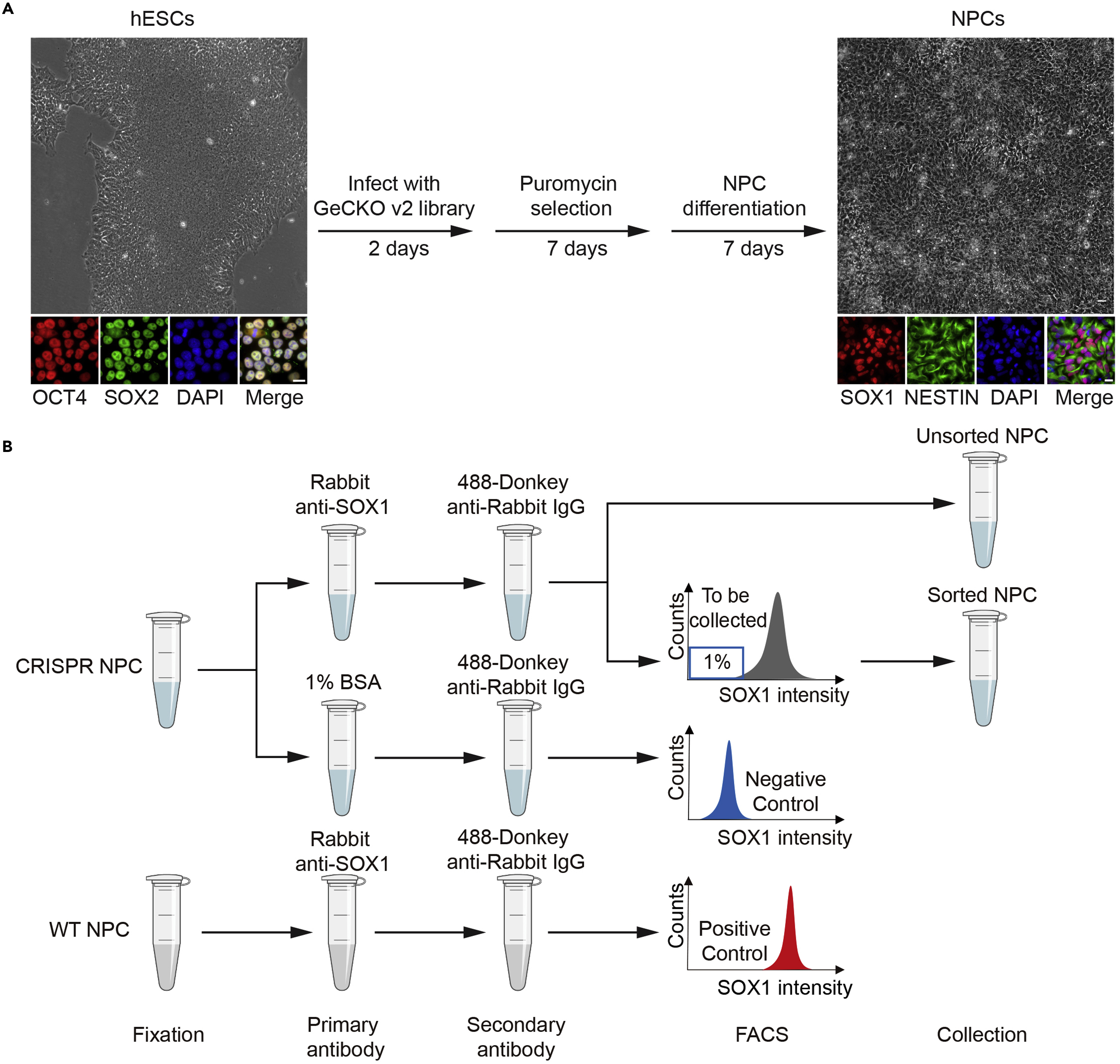 Cell Press: STAR Protocols