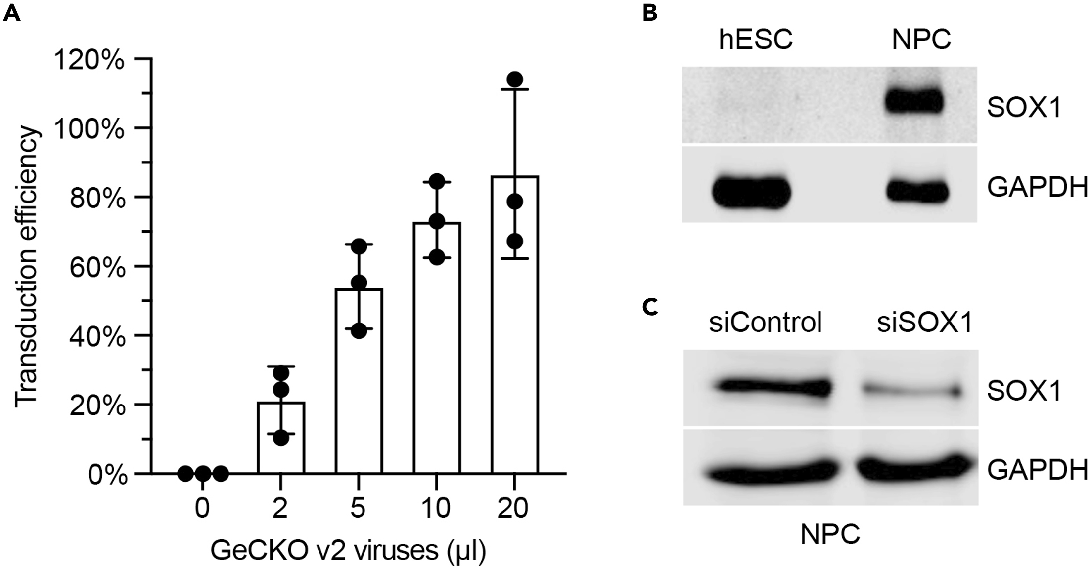 Cell Press: STAR Protocols