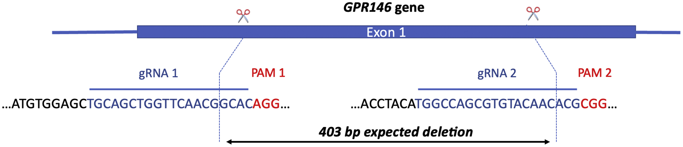 Cell Press: STAR Protocols