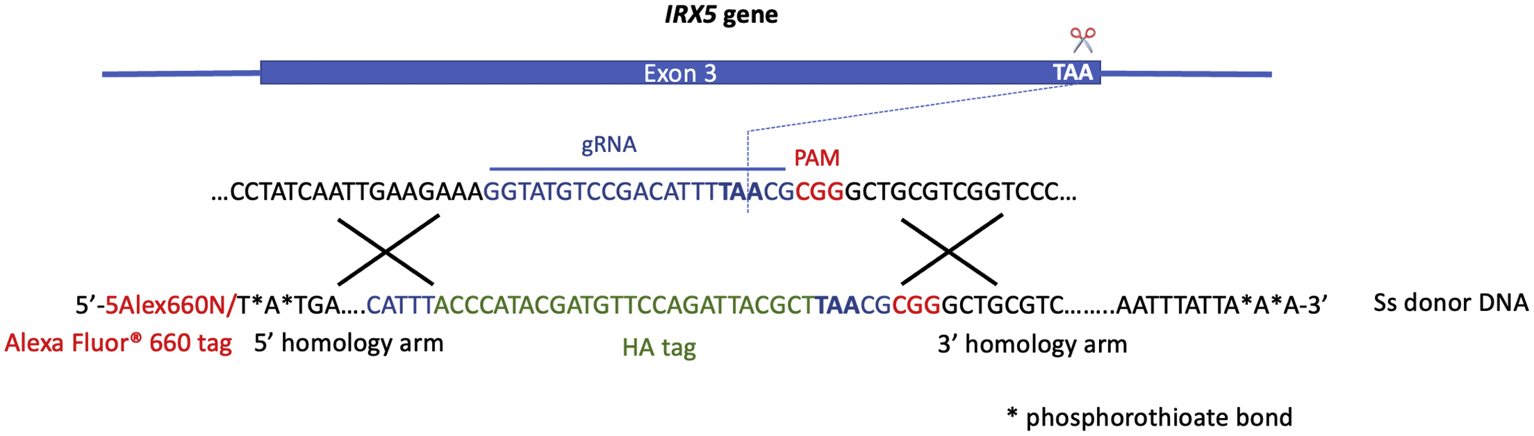 Cell Press: STAR Protocols