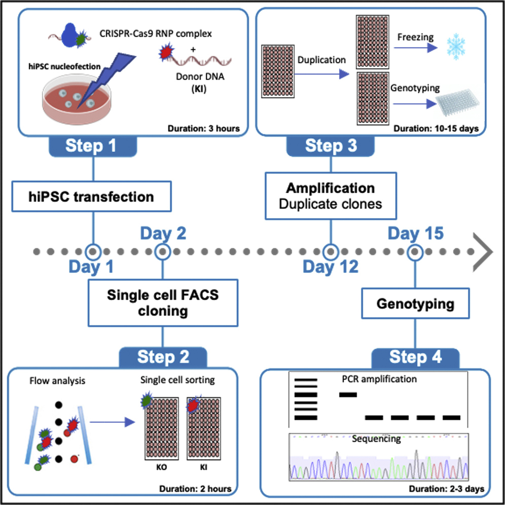 Cell Press: STAR Protocols