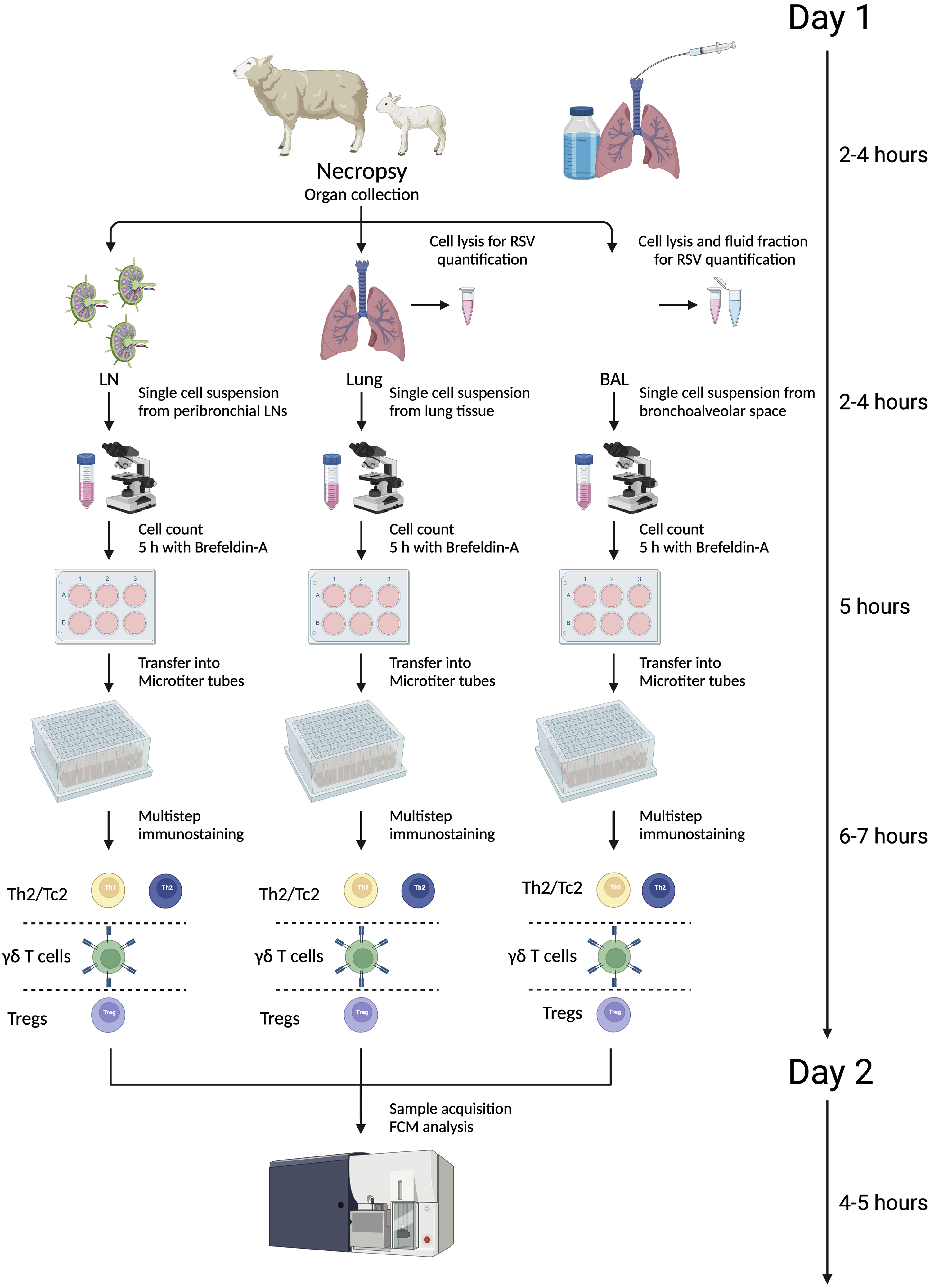 Cell Press: STAR Protocols