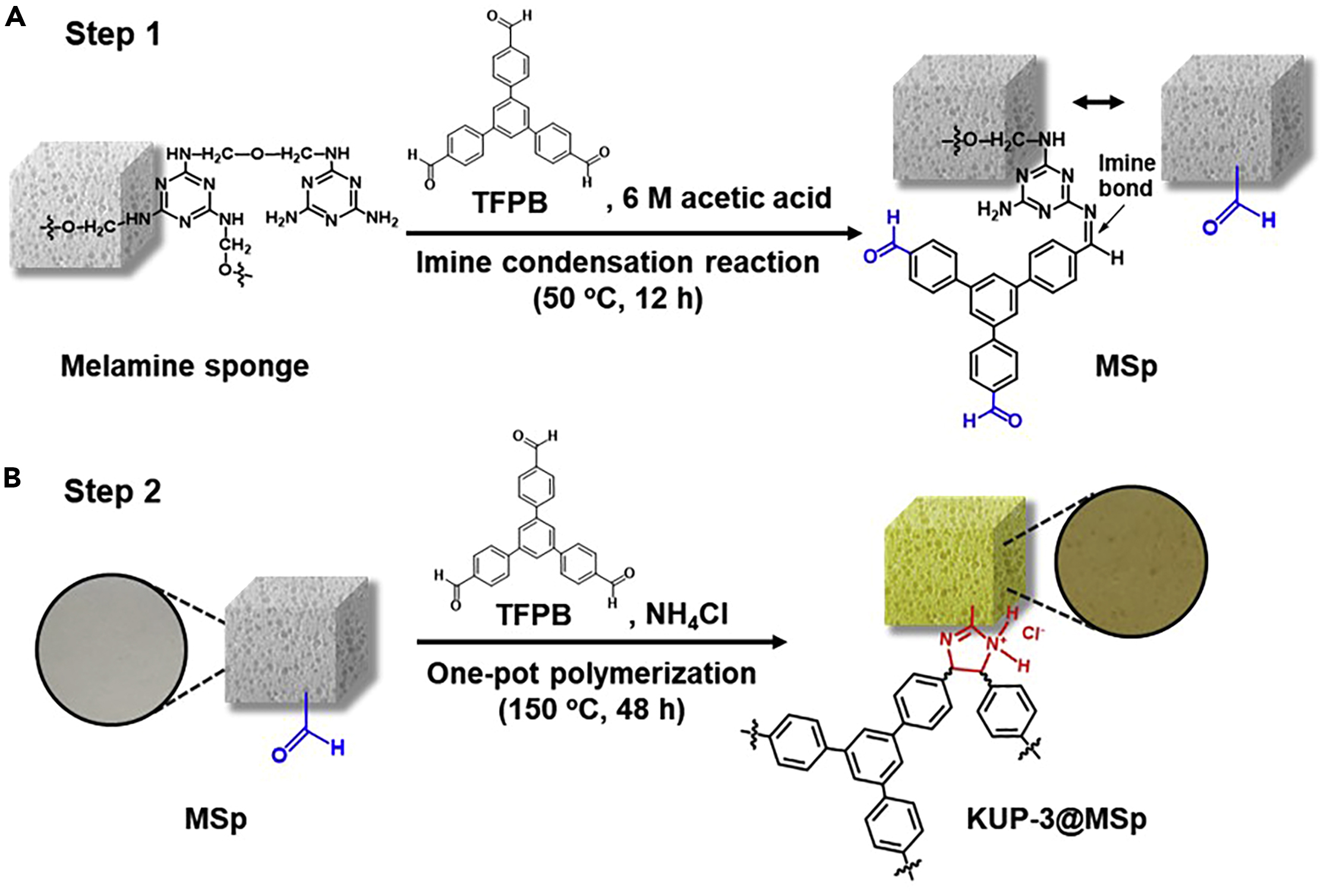Cell Press: STAR Protocols