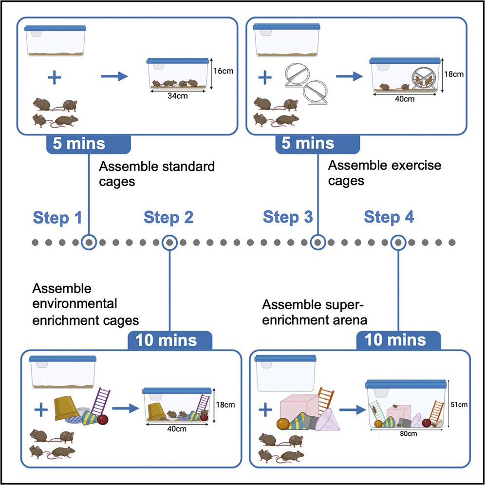 Cell Press: STAR Protocols