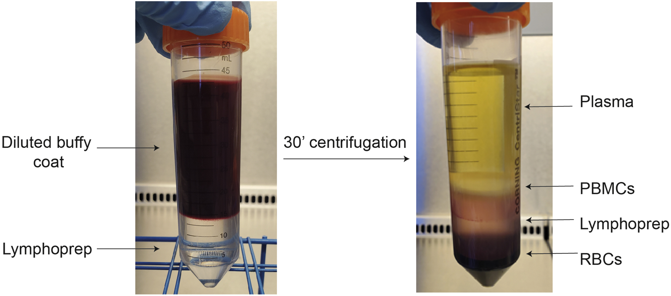 Cell Press: STAR Protocols