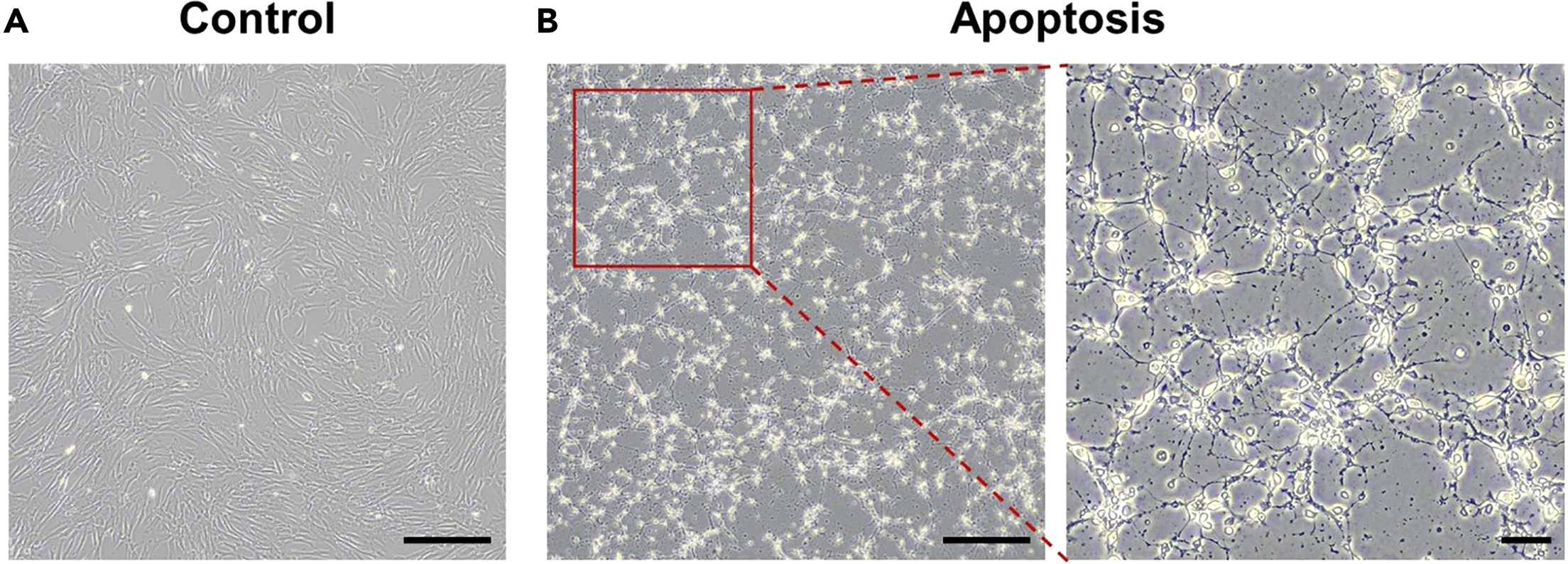 Cell Press: STAR Protocols