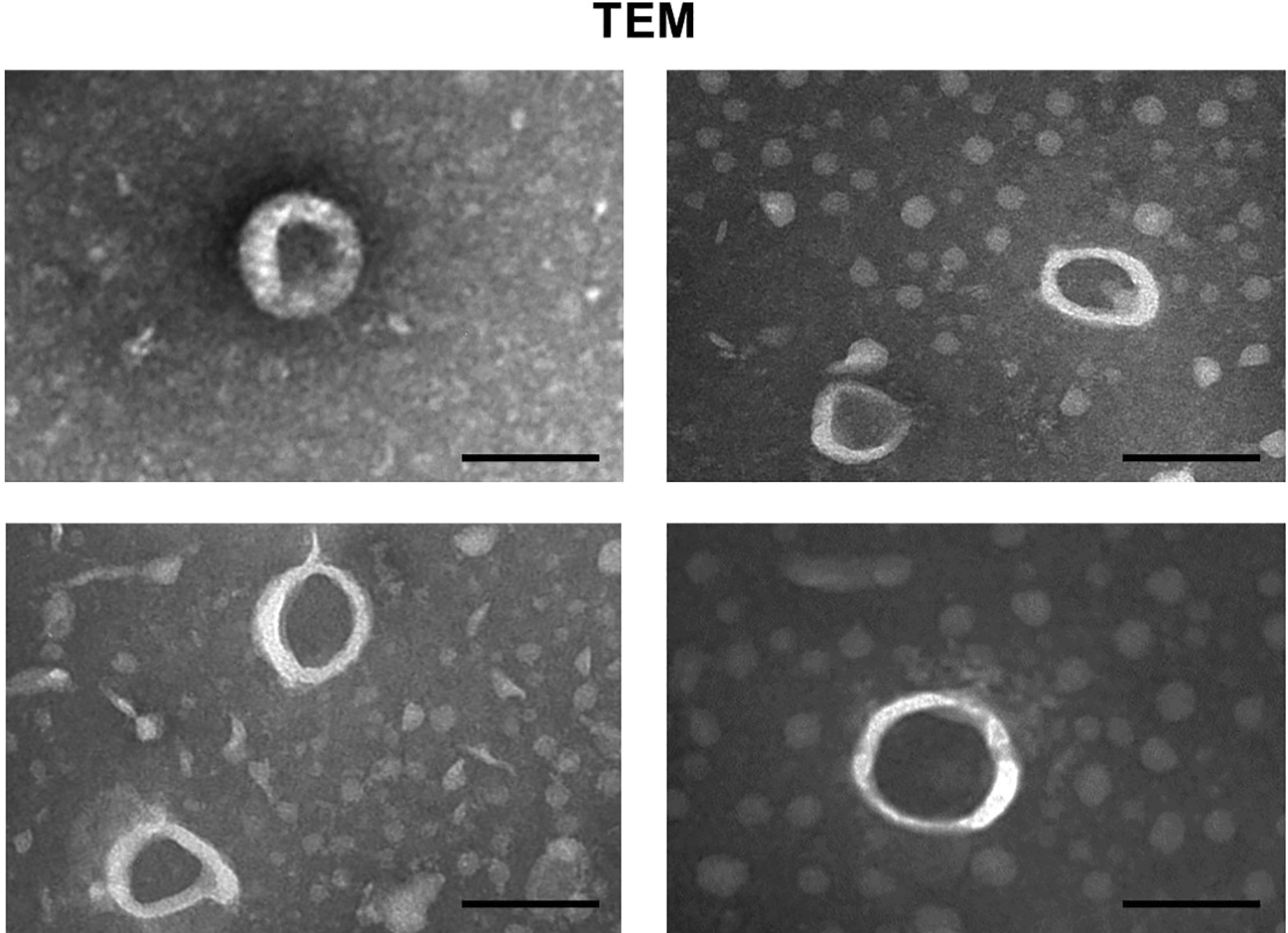 Cell Press: STAR Protocols