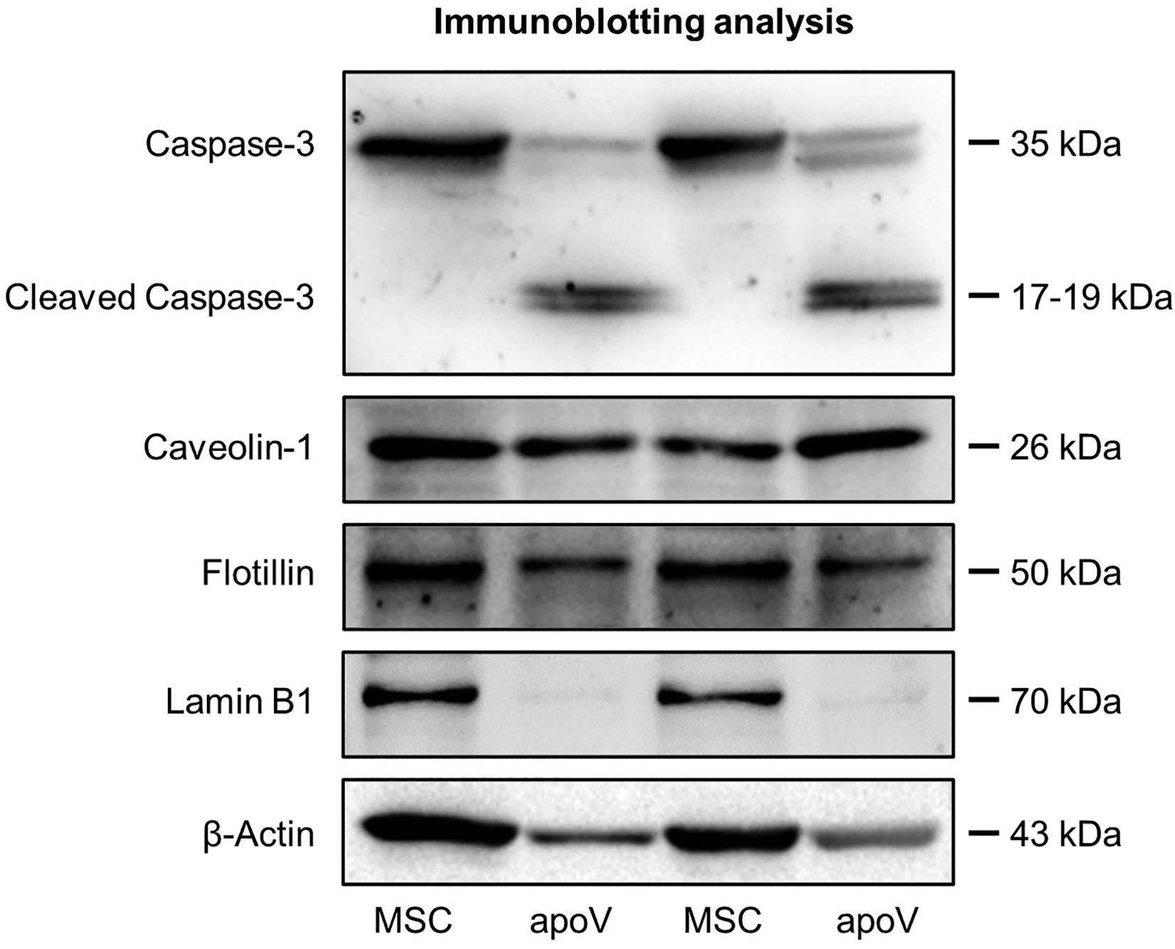 Cell Press: STAR Protocols