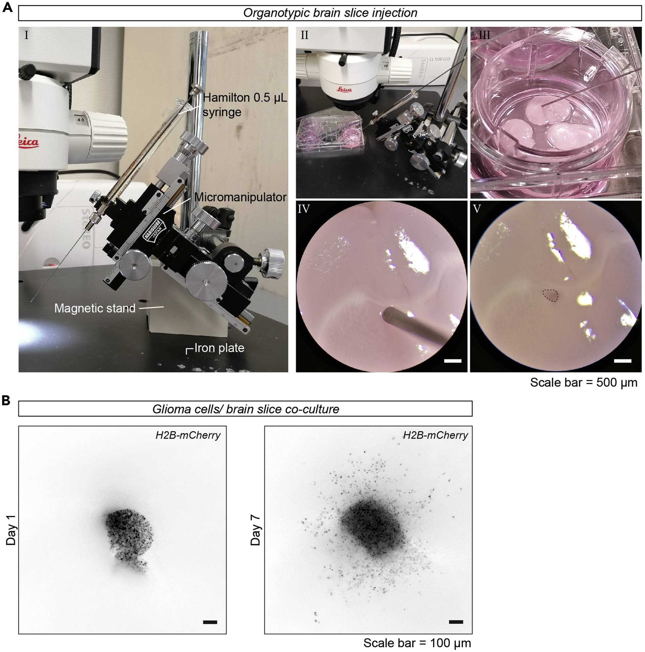 Cell Press: STAR Protocols