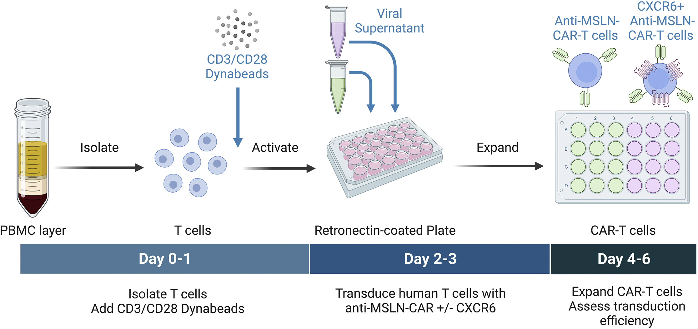 Cell Press: STAR Protocols