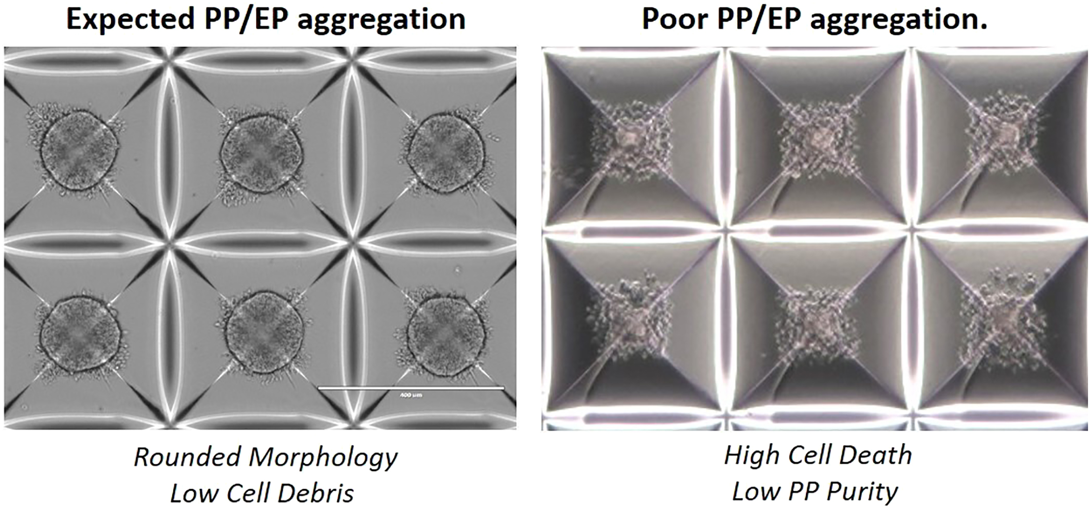 Cell Press: STAR Protocols