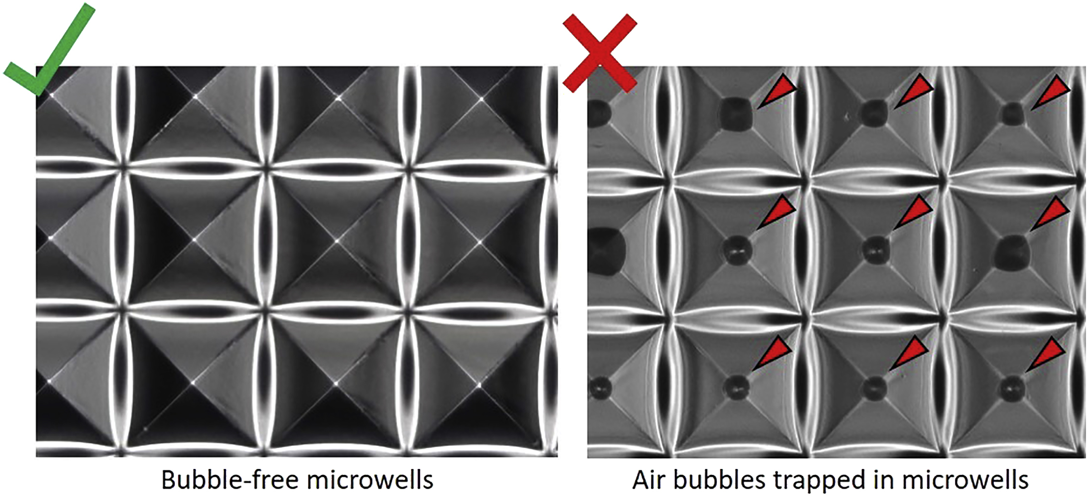 Cell Press: STAR Protocols