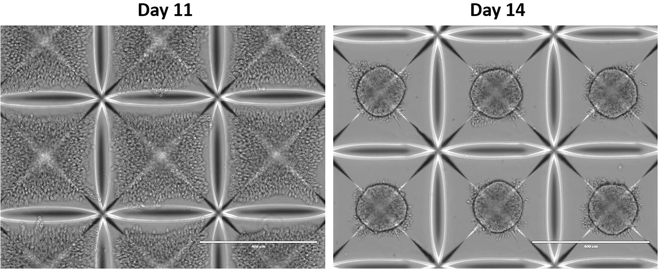 Cell Press: STAR Protocols