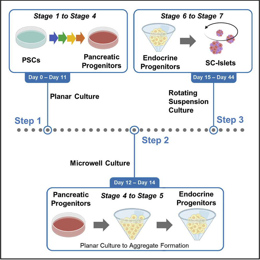 Cell Press: STAR Protocols